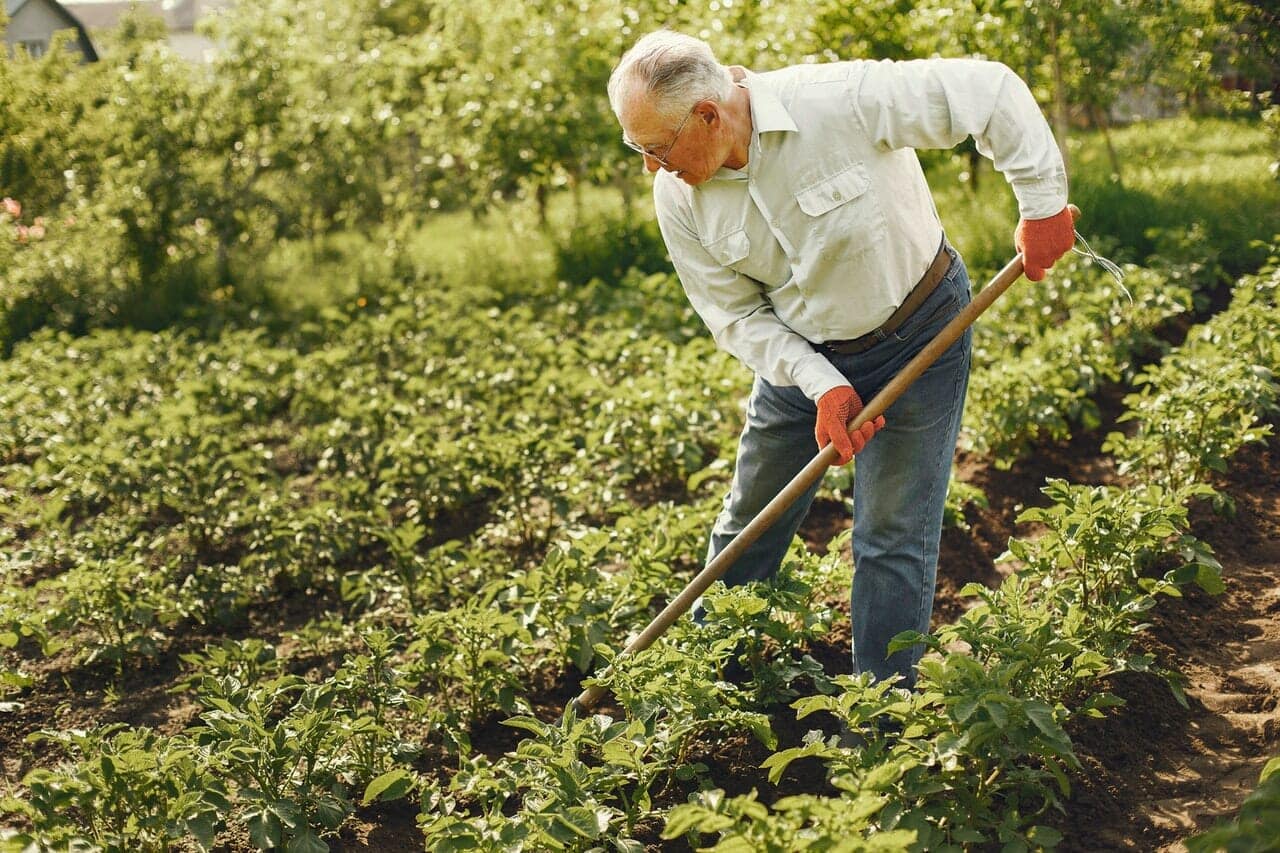 What Are The Basics of Gardening? - John French Landscapes