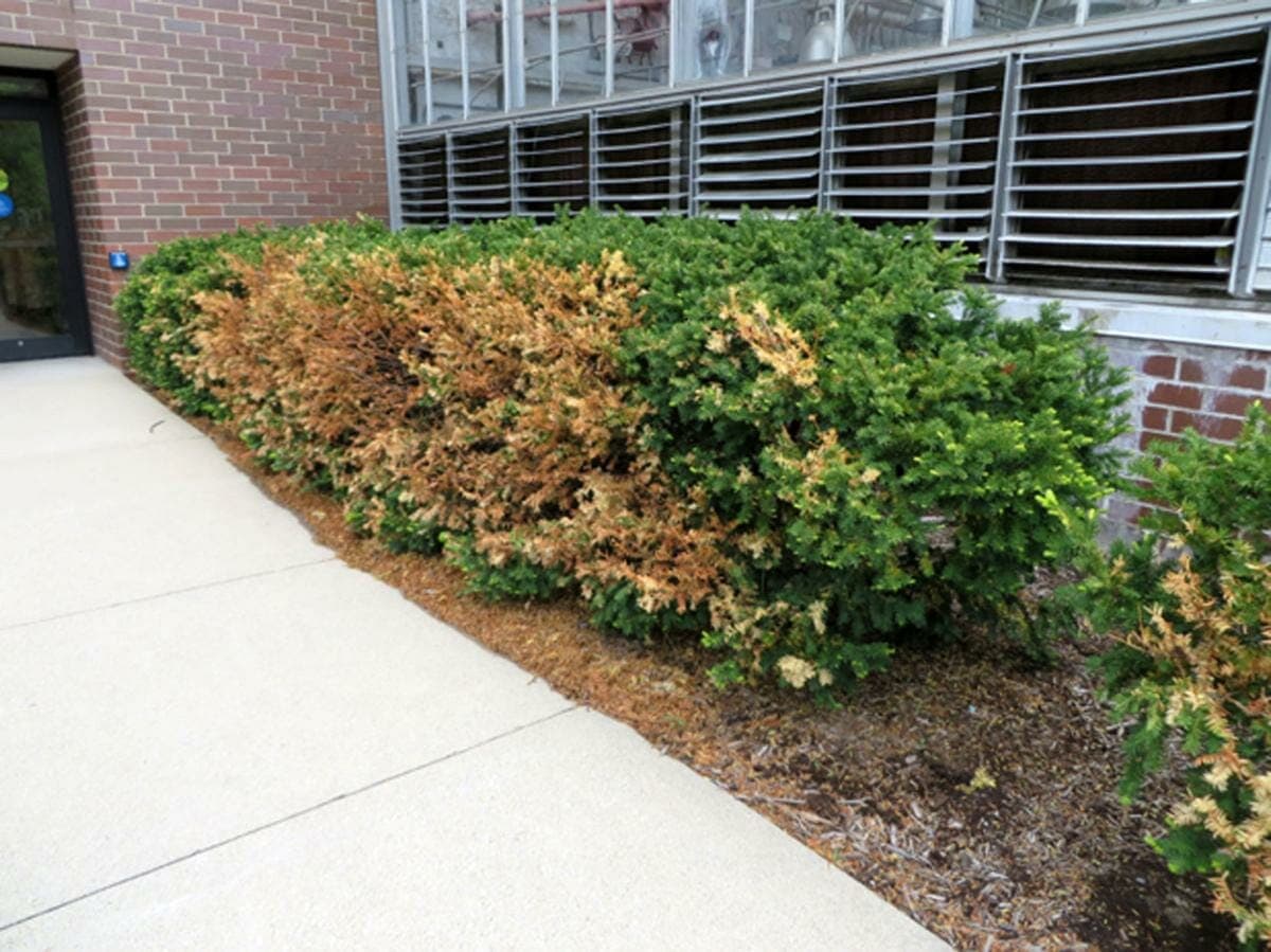 Salt Damage in Landscape Plants
