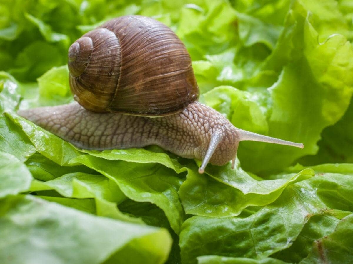 How to Get Rid of Snails in the Garden